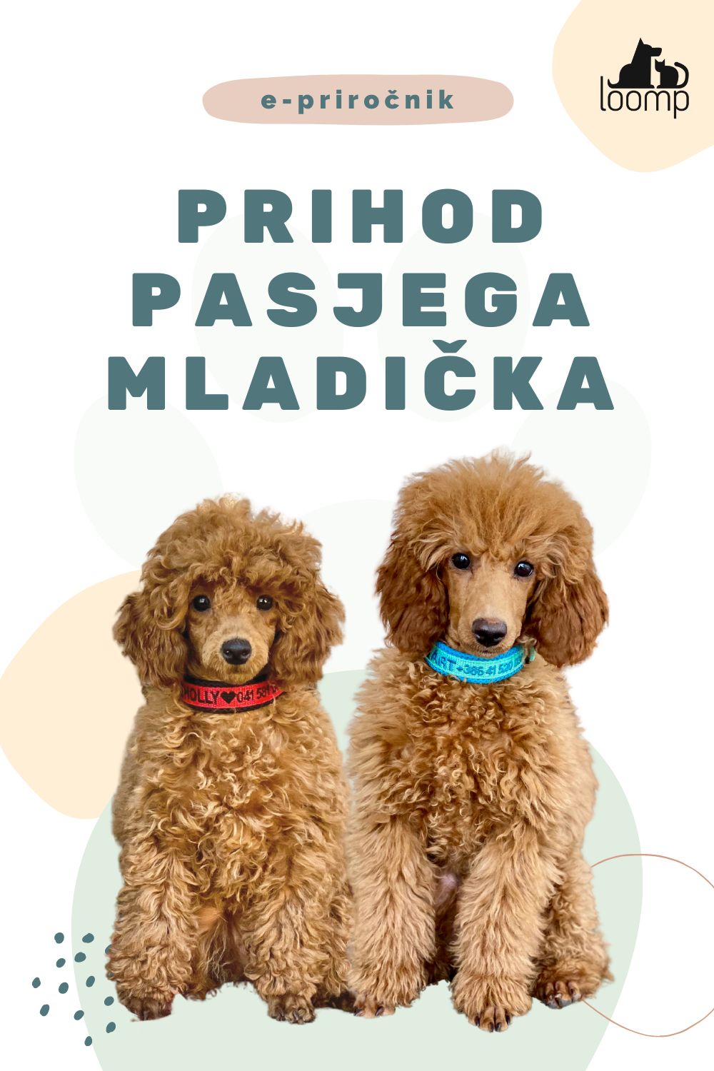 PRIHOD PASJEGA MLADIČKA - Loomp
